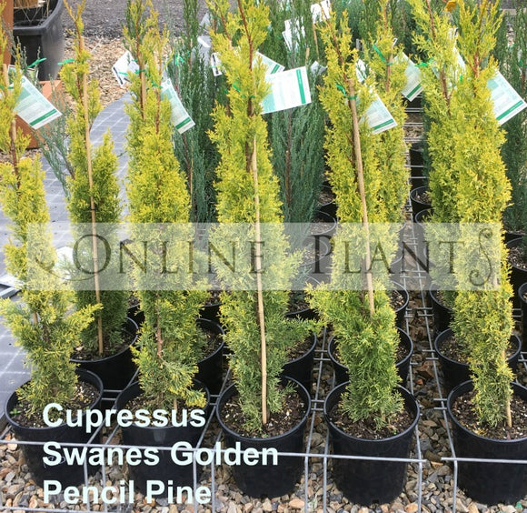 Golden Pencil Pines Tree for Sale - Buy Australian Plants Online