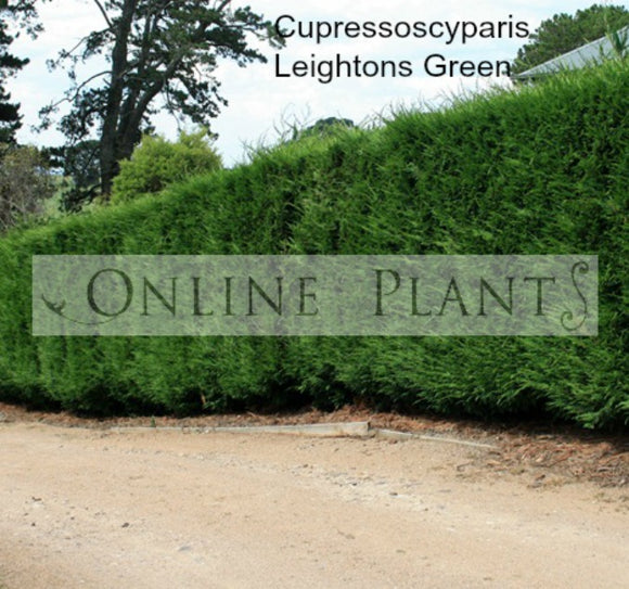 Leightons Green Cypress | Online Plants Australia