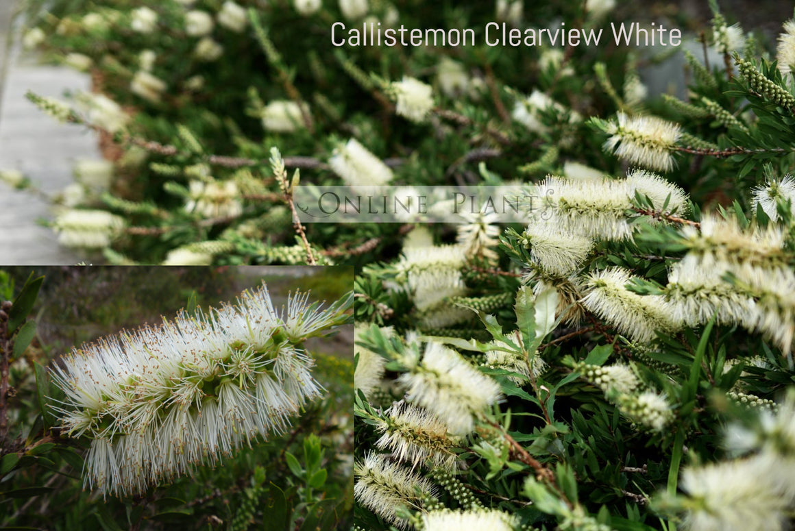 Callistemon Clearview White Bottle Brush for Sale | Online Plants Australia