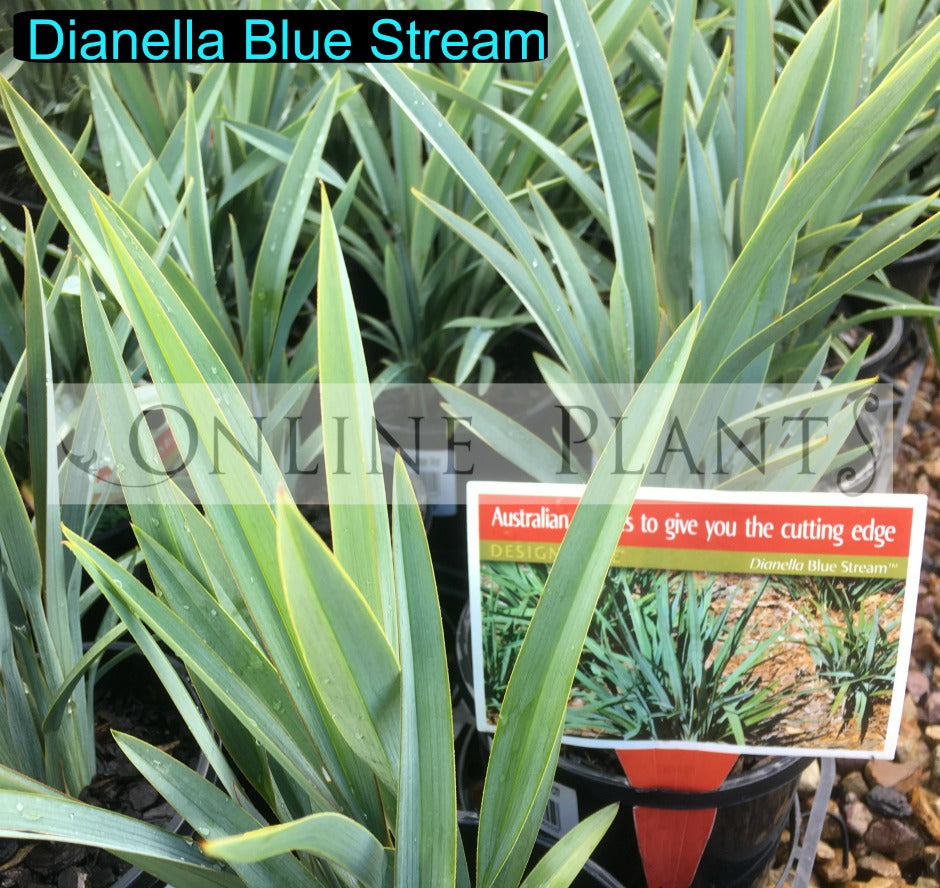 Dianella Blue Stream for Sale | Online Plants Australia