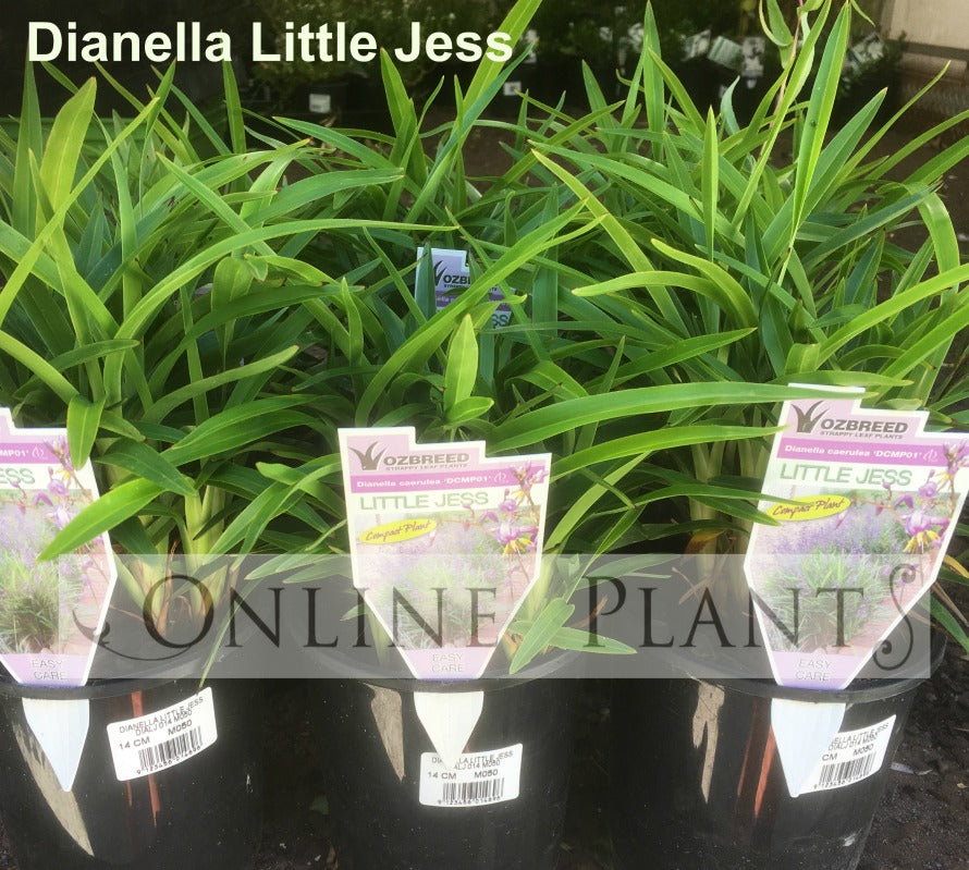 Dianella Plants for Sale – Online Plants Melbourne, Australia