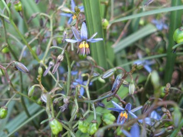 Dianella Coast Flax Lilly for Sale | Online Plants Australia