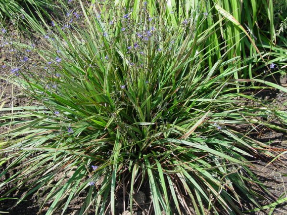Dianella revoluta 'Revelation' for Sale | Online Plants Australia