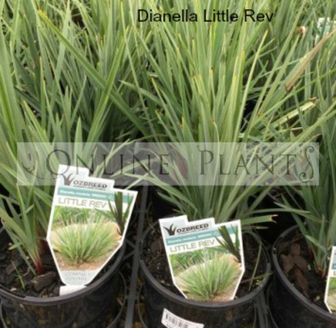 Dianella 'Little Rev' Native Flax for Sale - Online Plants Australia