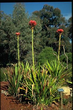 Doryanthes Excelsa Gymea Lilly for Sale - Online Plants Australia