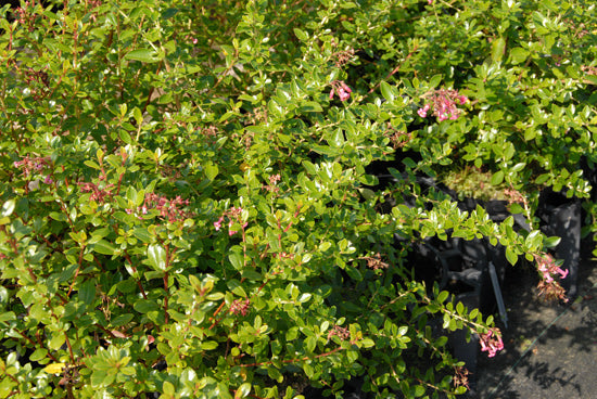 Escallonia Hedge Plants for Sale, Online Plants Melbourne