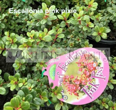 Escallonia Pink Pixie for Sale | Online Plants Australia