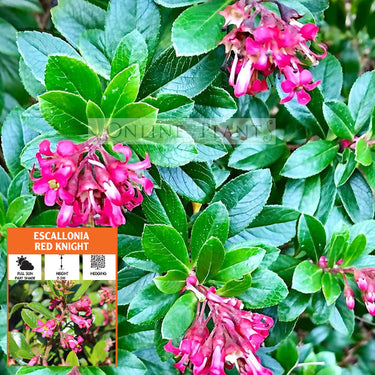 Escallonia Red Knight for Sale | Online Plants Australia