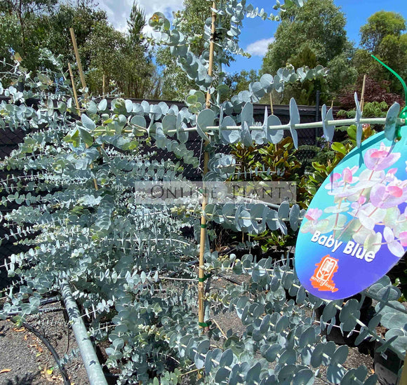 Baby Blue Eucalyptus Plant for Sale Melbourne, Australia