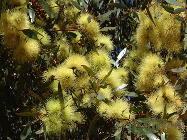 Eucalyptus macrandra Long-flowered Marlock for Sale | Online Plants ...