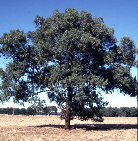Eucalyptus melliodora Yellow Box for Sale | Online Plants Australia
