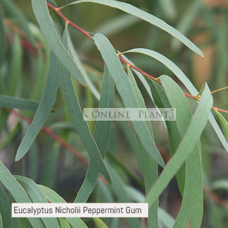 Eucalyptus Nicholii Peppermint Gum for Sale | Online Plants Australia