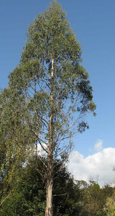 Eucalyptus Ovata Swamp Gum For Sale | Online Plants