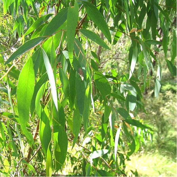 Eucalyptus Gum Trees For Sale, Online Plants Australia