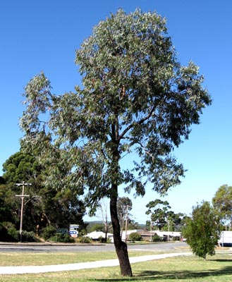 Eucalyptus Pink Flower Ironbark for Sale | Online Plants Australia