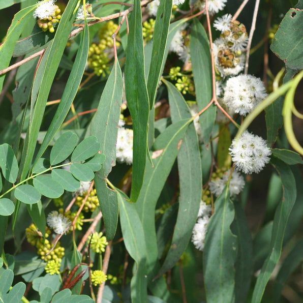 Eucalyptus Gum Trees For Sale | Online Plants Australia