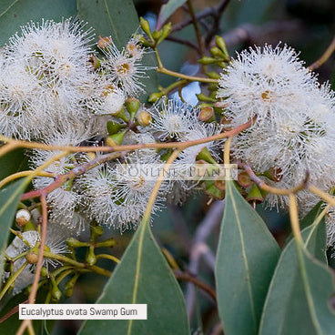 Eucalyptus Gum Trees For Sale | Online Plants Australia