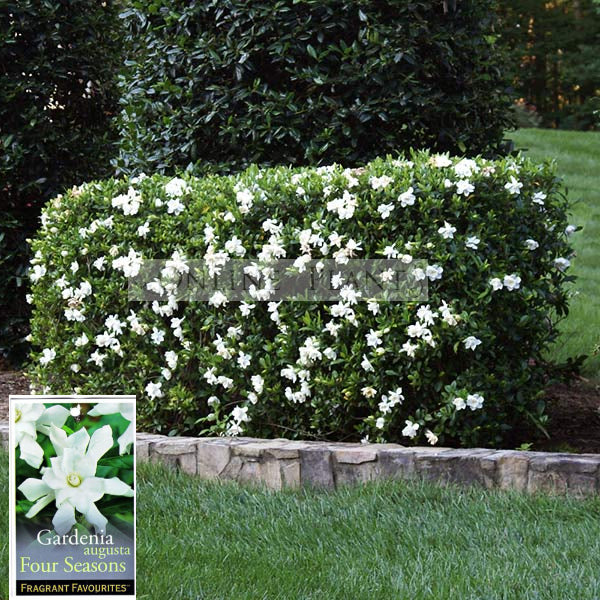 Gardenia augusta Four Seasons For Sale | Online Plants Melbourne Australia