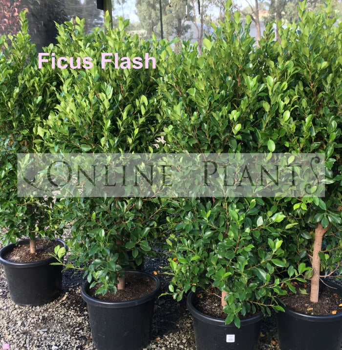 Ficus Hillii Flash for Sale - Online Plants Australia