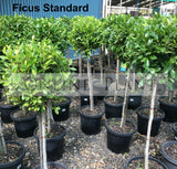Ficus Hillii Standard Ficus for Sale | Online Plants Australia