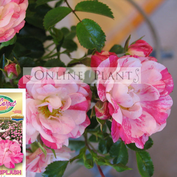 Flower Carpet Rose For Sale | Online Plants Melbourne