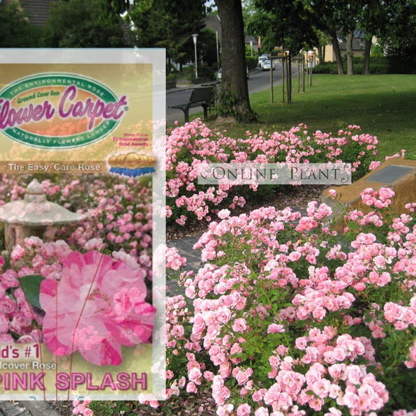 Flower Carpet Rose For Sale | Online Plants Melbourne