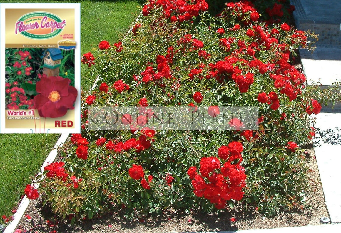 Flower Carpet Rose Red - Online Plants