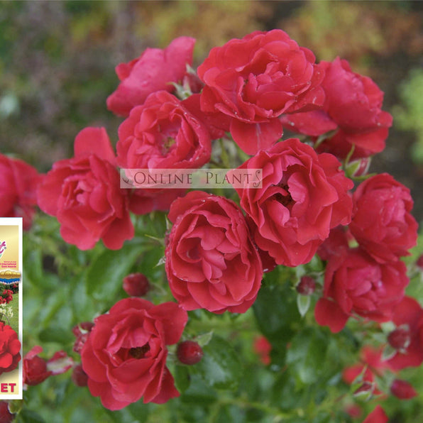 Flower Carpet Rose For Sale | Online Plants Melbourne