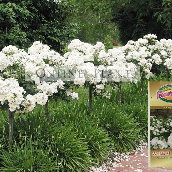 Flower Carpet Rose For Sale | Online Plants Melbourne