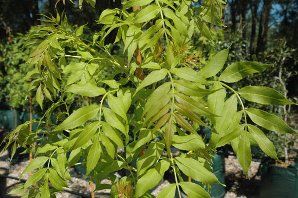 Fraxinus Excelsior Aurea Golden Ash for Sale | Online Plants Australia