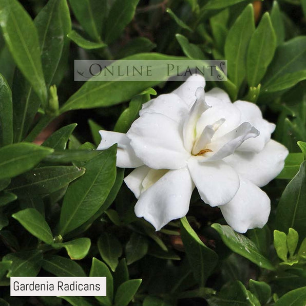 Buy Gardenia Plants Online for Sale, Online Plants