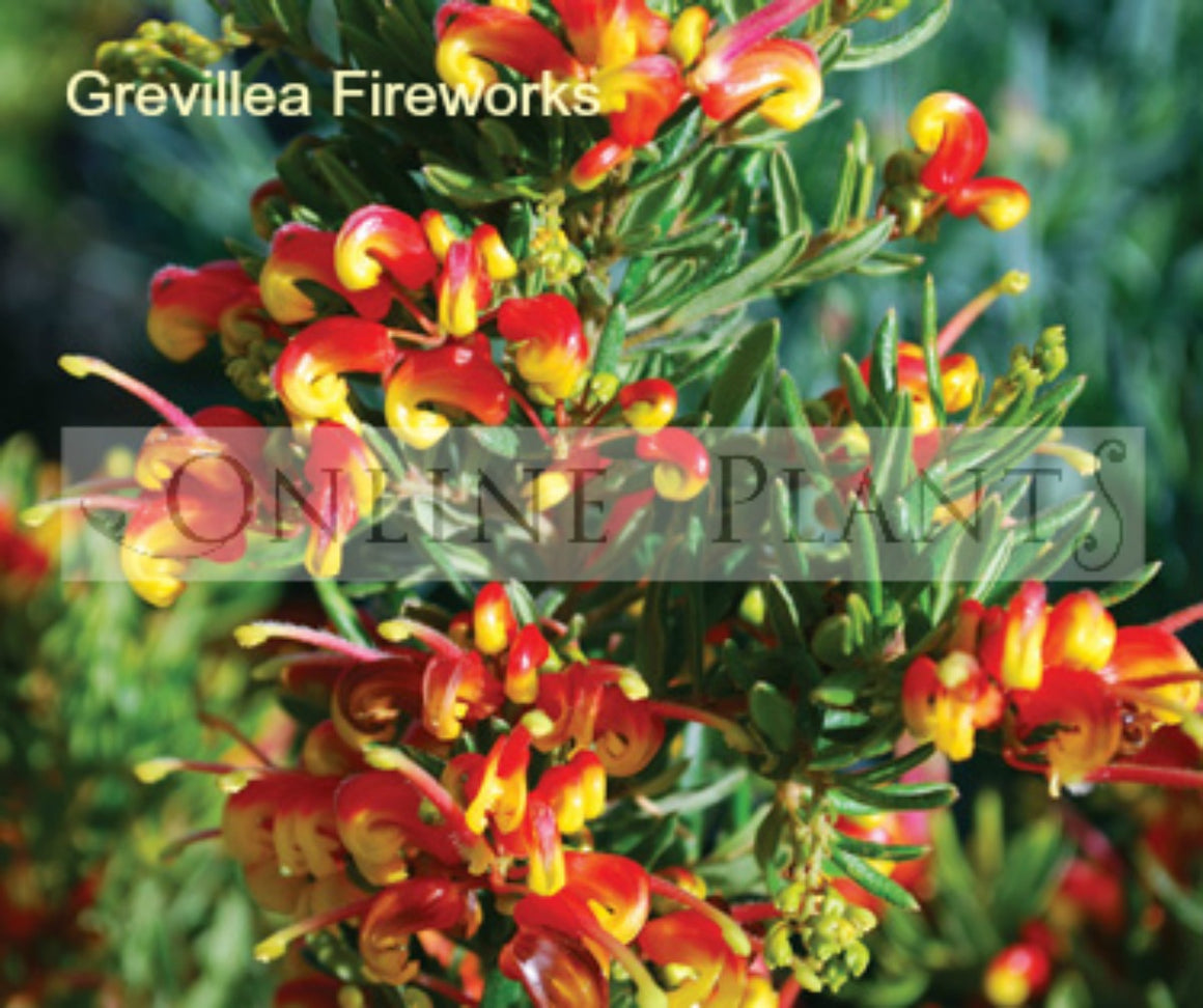 Grevillea Fireworks for Sale | Online Plants Australia