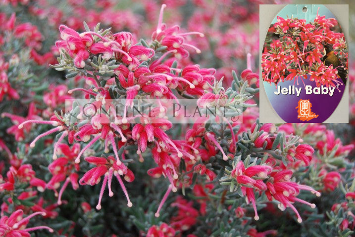 Grevillea Jelly Baby for Sale | Online Plants Australia