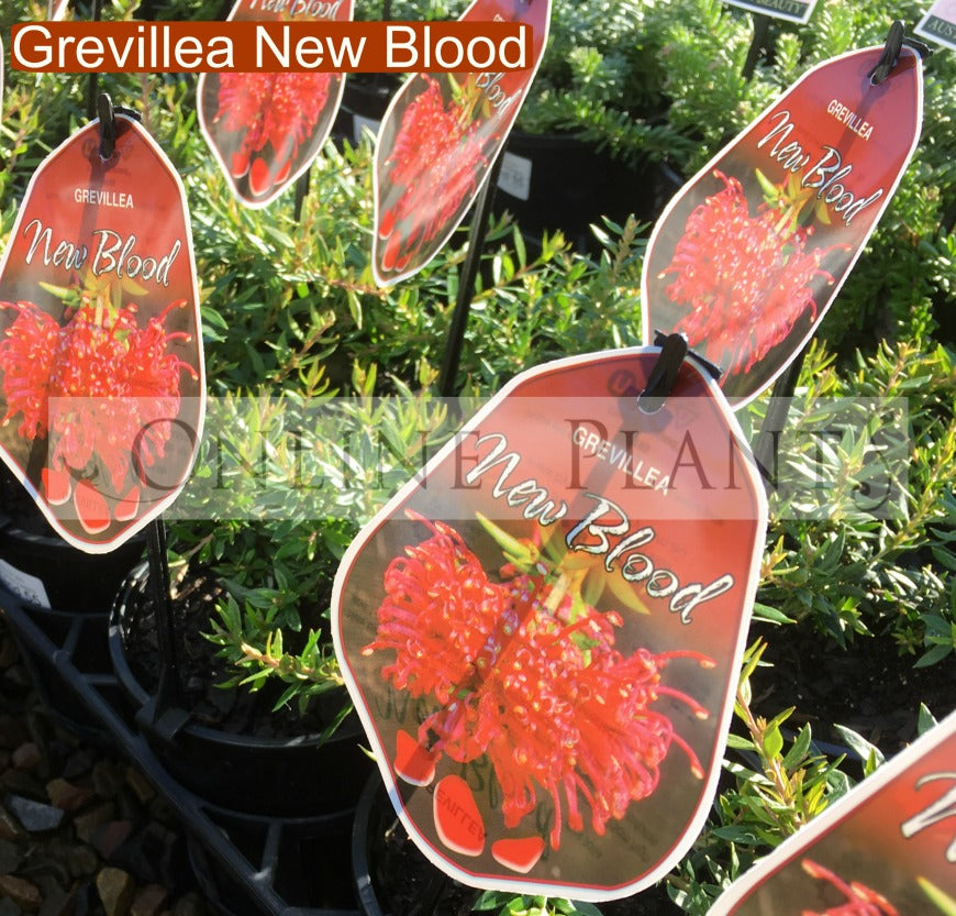 Grevillea 'New Blood' for Sale | Online Plants Australia