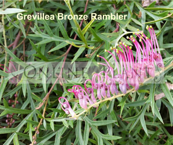Grevillea 'Bronze Rambler' for Sale | Online Plants Australia