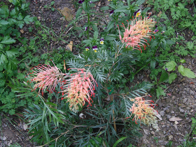 Grevillea 'Loopy Lou' for Sale - Online Plants Australia