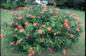 Grevillea Superb Plants for Sale | Online Plants Australia
