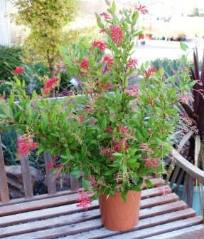 Grevillea Deua Flame for Sale | Online Plants Australia