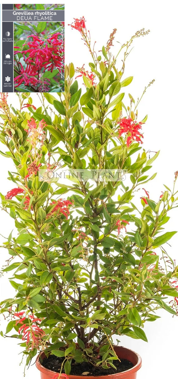 Grevillea Deua Flame for Sale | Online Plants Australia