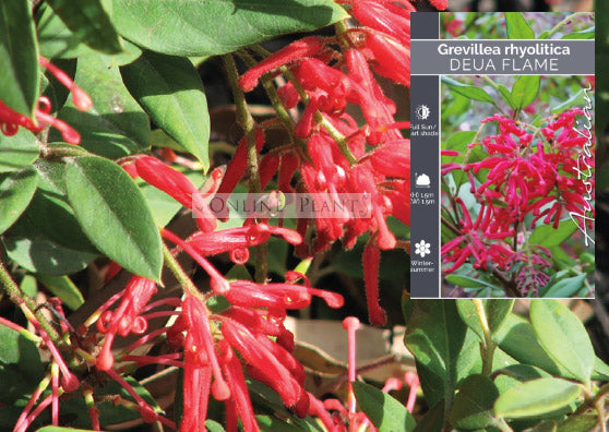 Grevillea Deua Flame for Sale | Online Plants Australia