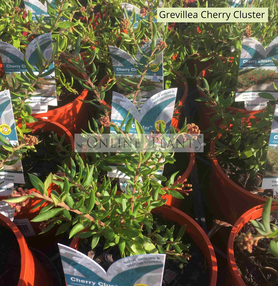 Grevillea Cherry Cluster For Sale | Online Plants Melbourne Australia