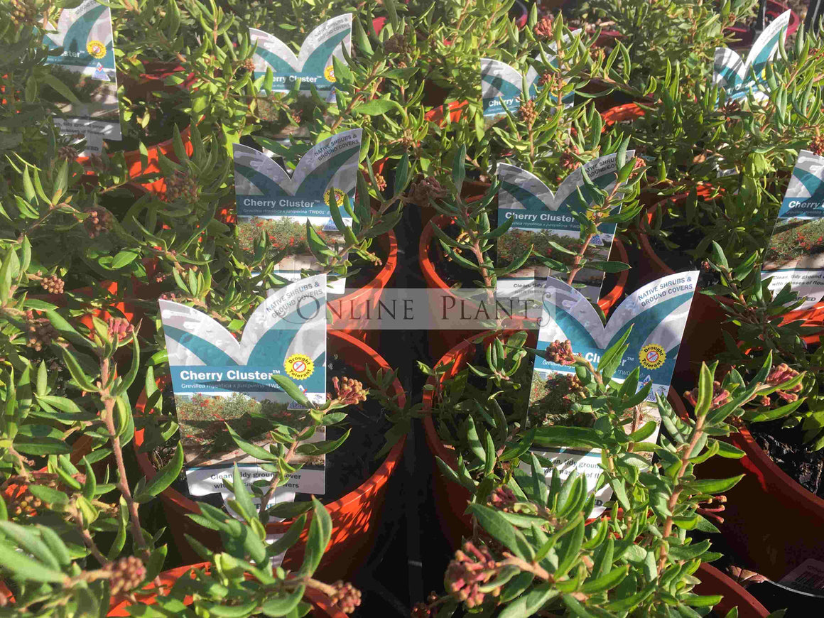 Grevillea Cherry Cluster For Sale | Online Plants Melbourne Australia