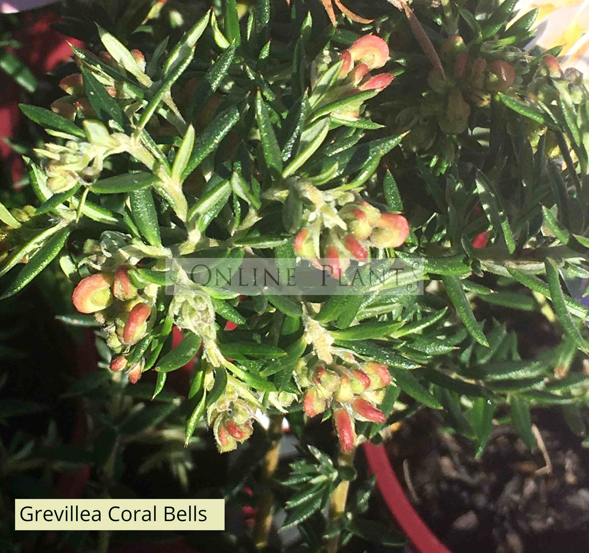 Grevillea Coral Baby For Sale | Online Plants Melbourne Australia
