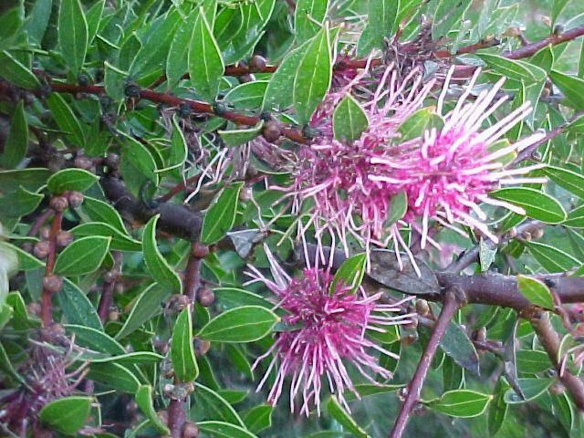 Hakea Burrendong Beauty for Sale | Online Plants Australia