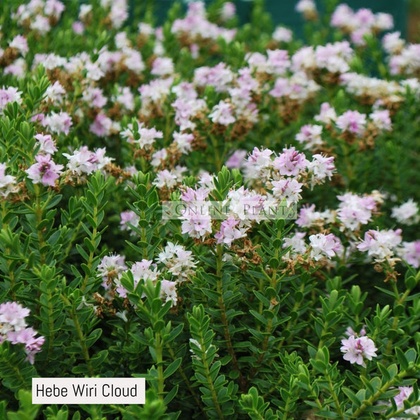 Hebe Plants & Shrubs For Sale, Buy Hebe Varieties Australia