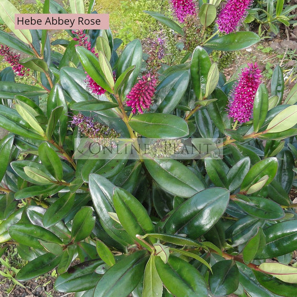 Hebe Abbey Rose | Online Plants Melbourne, Australia