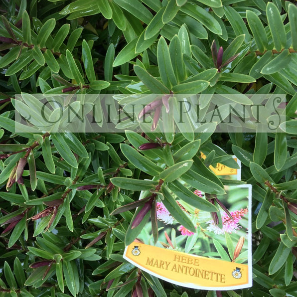 Hebe Plants & Shrubs For Sale, Buy Hebe Varieties Australia