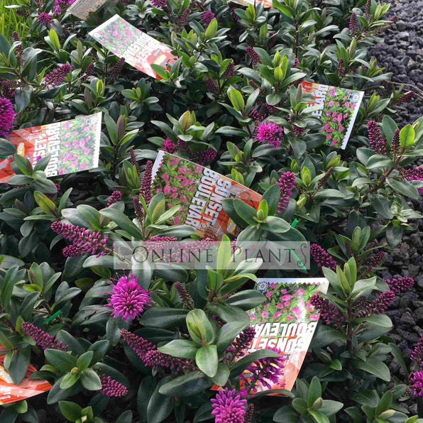 Hebe Plants & Shrubs For Sale, Buy Hebe Varieties Australia