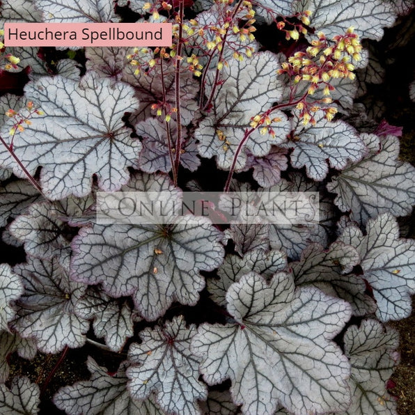 Heuchera Plants Melbourne | Colourful Foliage for Shade & Pots