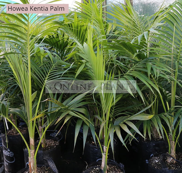 Howea forsteriana Kentia Palm For Sale | Online Plants Melbourne Australia
